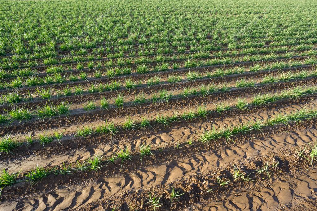 Crop Estates - Crop Leasing, The Future of Crop Financing | Home